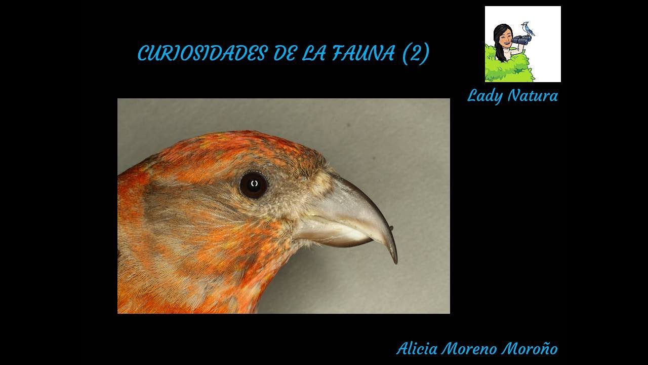 Curiosidades de la fauna (2) - YouTube