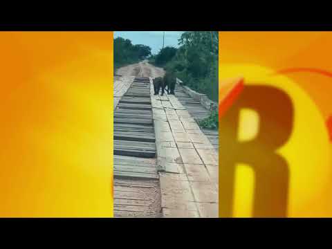 Casal de onças é filmado em região rural de Rondônia