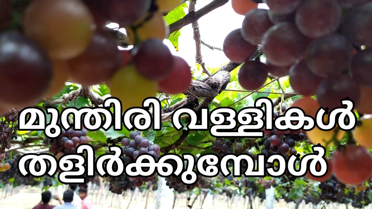 Theni,grapes villa - YouTube