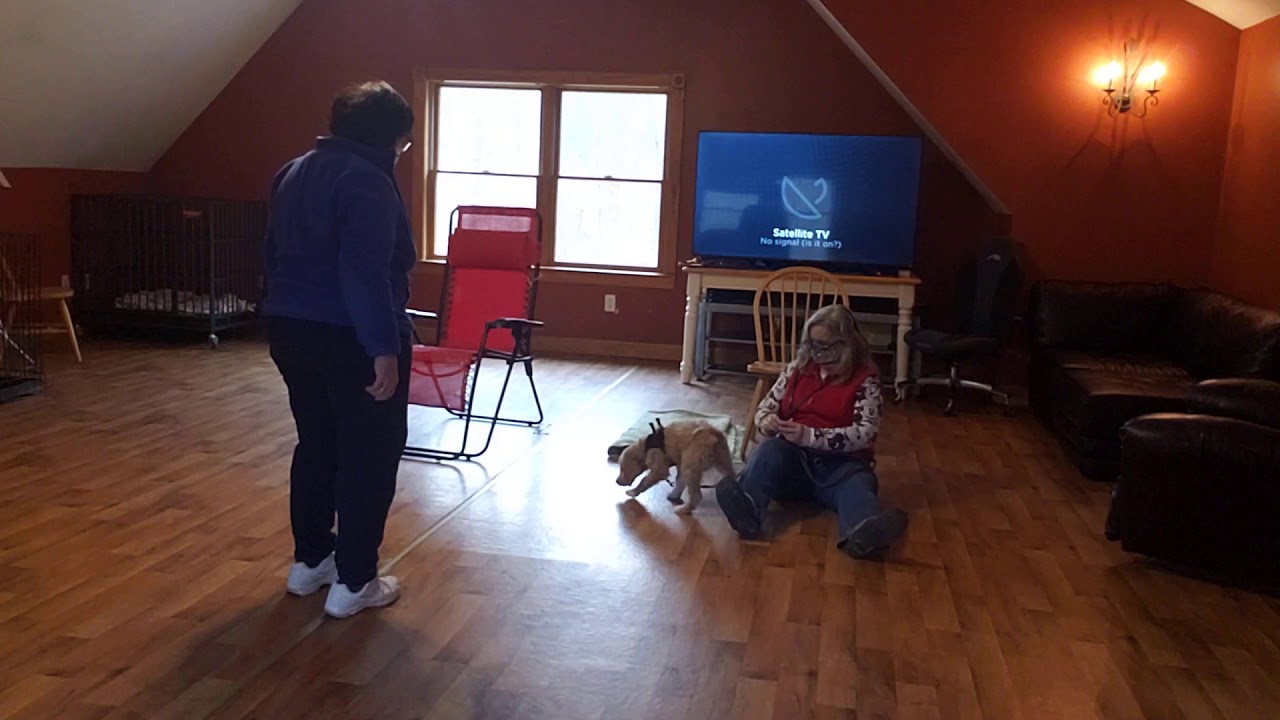 Week 1 Private Lesson Luring Sit Down and Attention to Name with Nutmeg ...