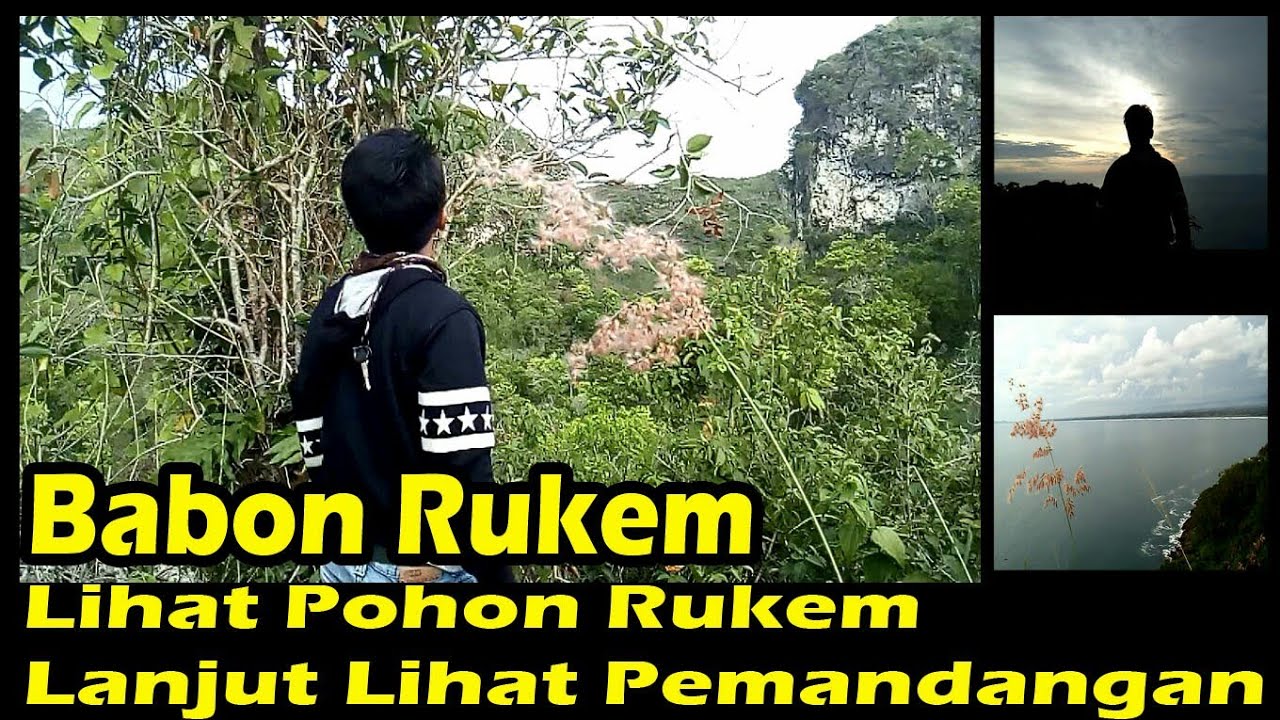 Bahan Bonsai Rukem Di Habitatnya - YouTube