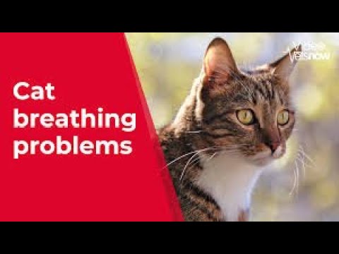 cute little cat finding some thing cats life - YouTube