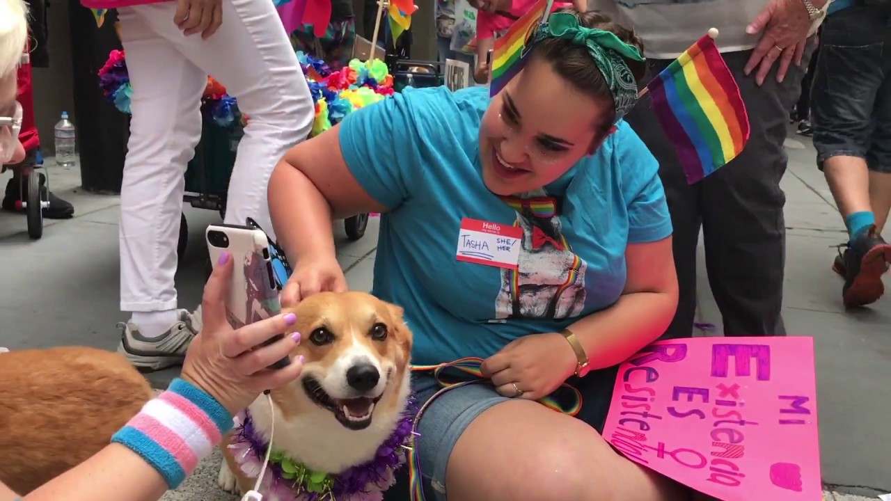Everyone Loves a Corgi March @ SF Pride 2017 - YouTube