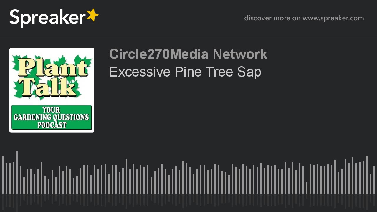 Excessive Pine Tree Sap - YouTube
