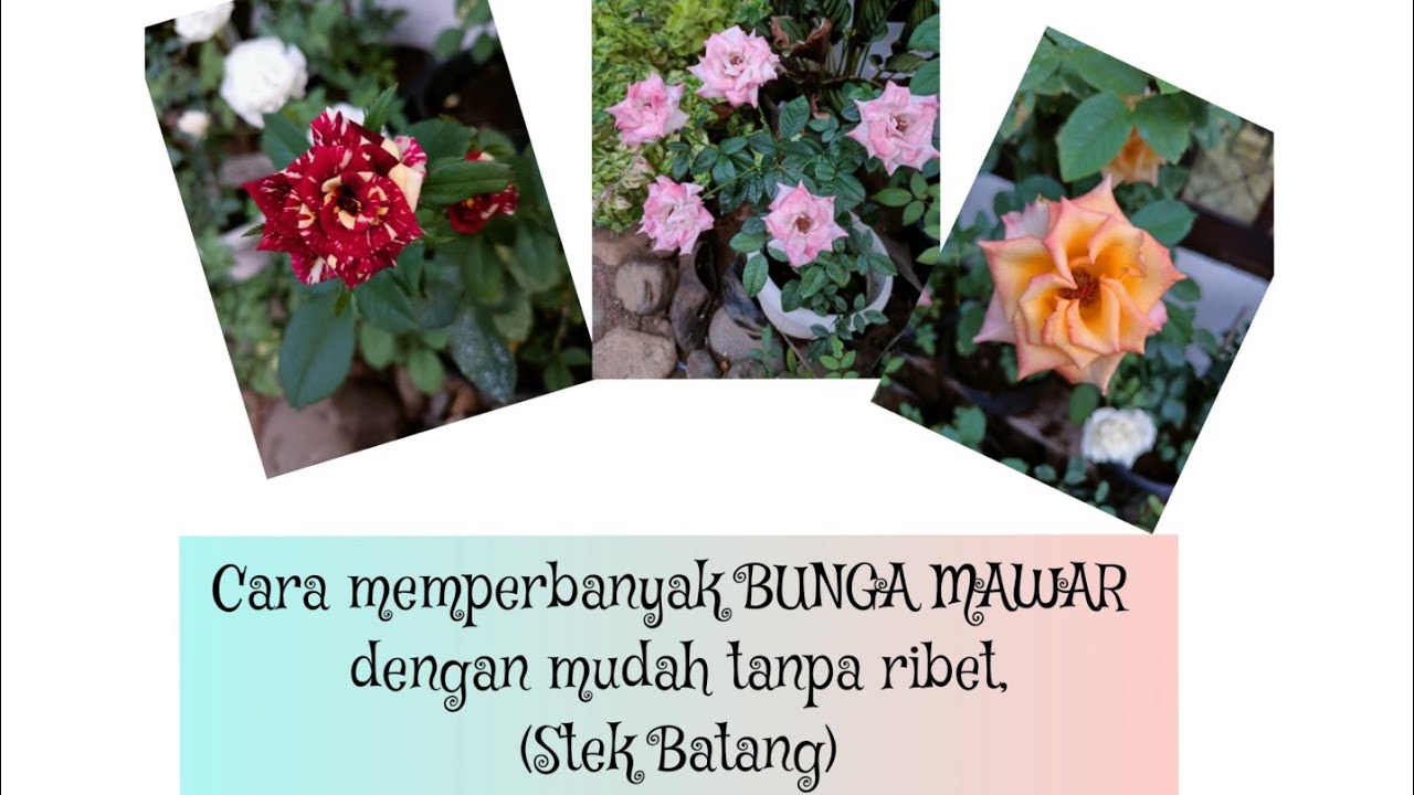 CARA MUDAH MEMPERBANYAK BUNGA MAWAR dengan stek Tampa Ribet,🥰 - YouTube