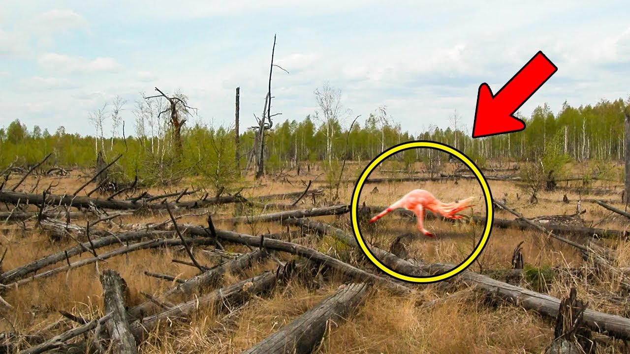 This Creature Was Discovered In Chernobyl! The Whole World Is Shocked ...