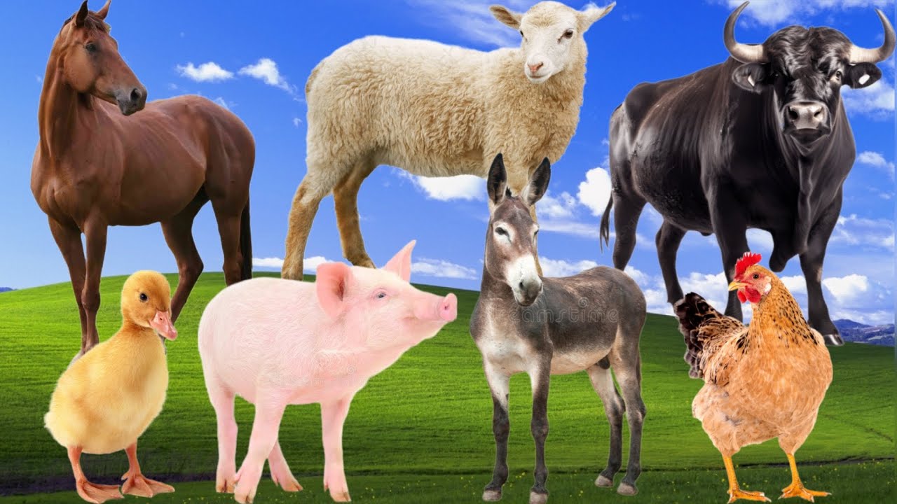 Cute Little Farm Animal Sounds: Mule, Horse, Duck, Pig, Buffalo ...
