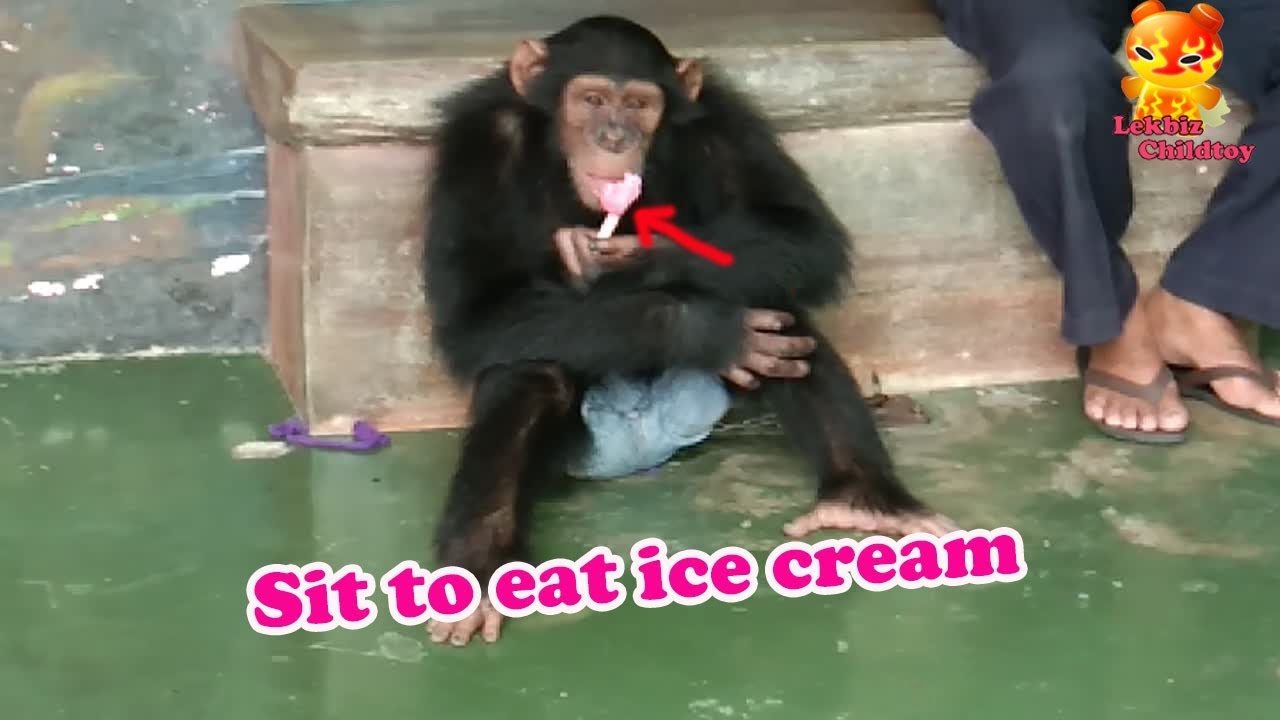 Chimpanzee sit to eat ice cream same human - YouTube