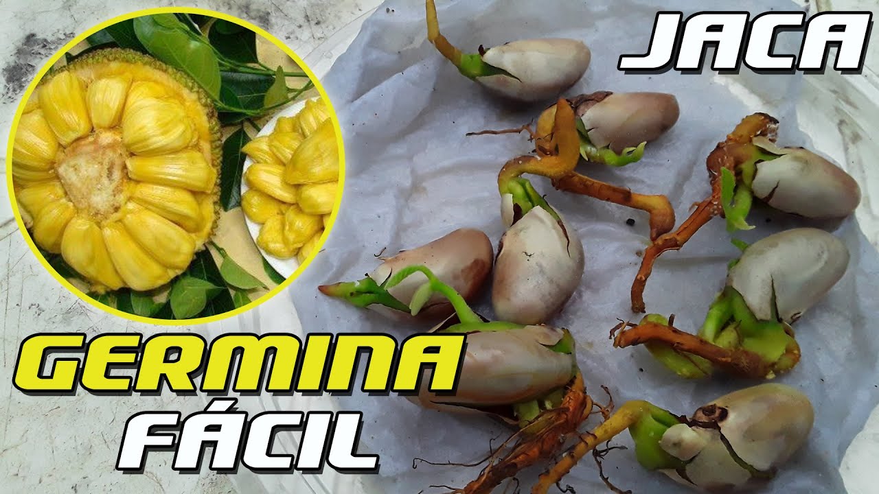 Como GERMINAR Sementes De JACA No Papel Toalha Em Menos De 10 DIAS ...
