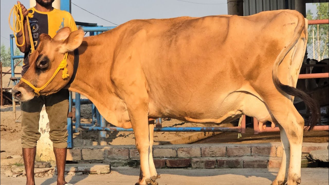5 Cows 🐄 Loading to West Bengal ⚘️From @Sarbcheemadairy 75080 23218 ...