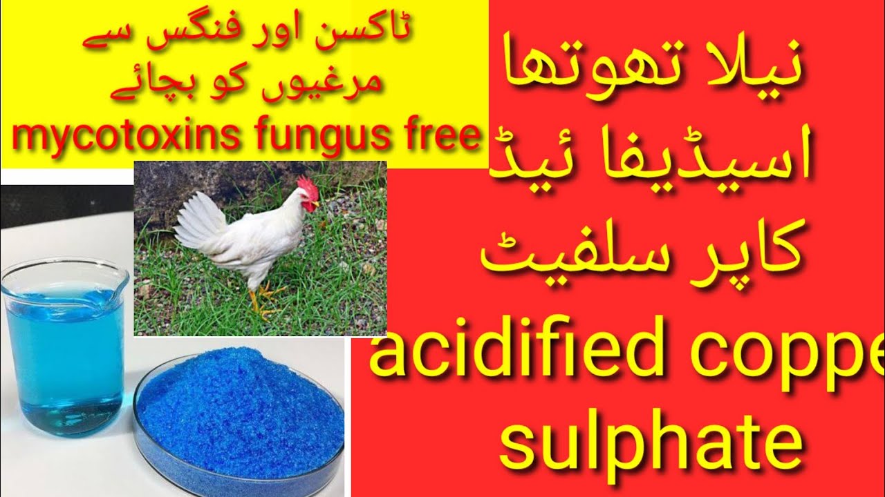 mycotoxins in poultry | neela thotha kaisay istemal krain | Dr Shabir ...