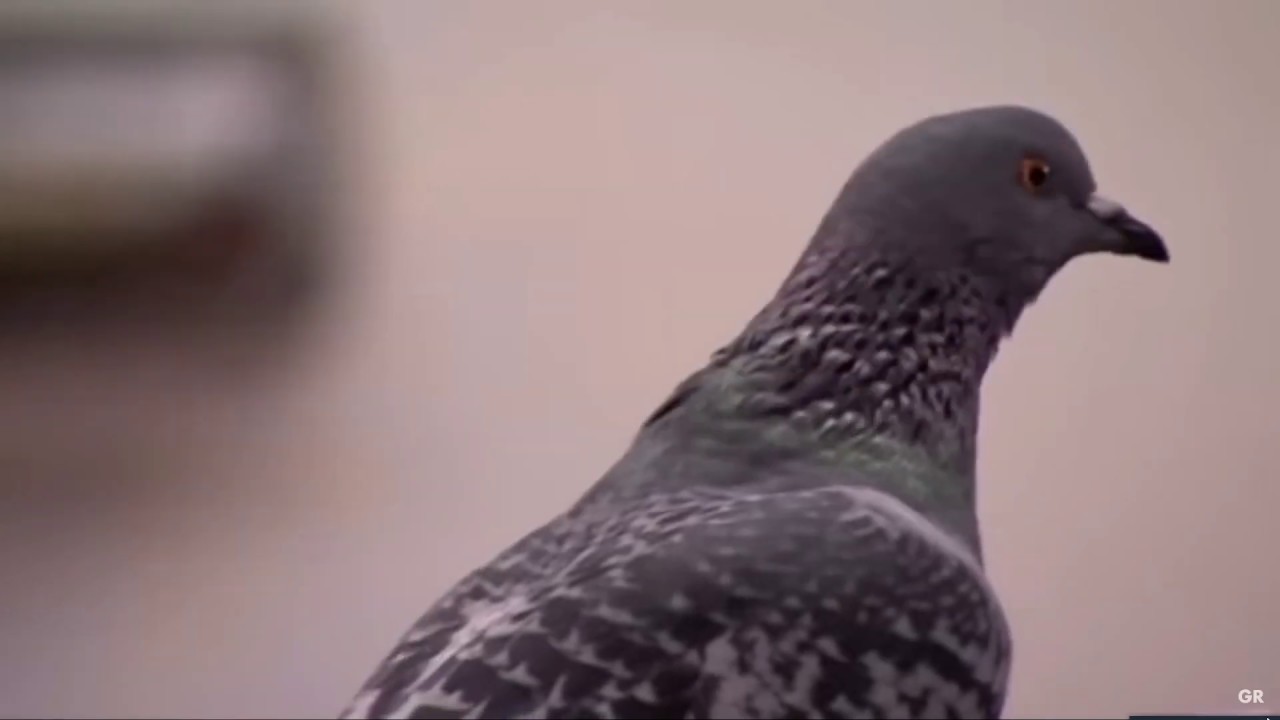 Gordon Ramsay's meme - Fuking Pigeon - YouTube