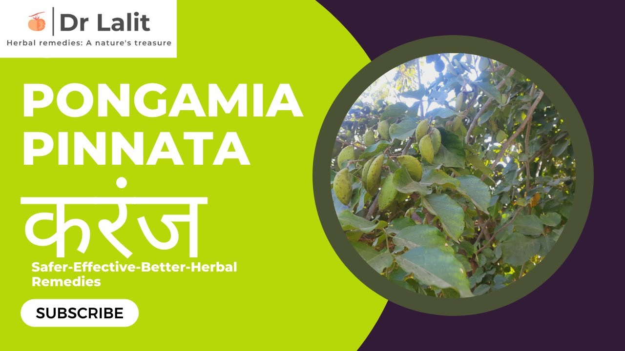करंज_Indian_Beech_Tree_Malapari I Pongamia_pinnata I Remedy_Fabaceae ...