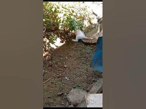 timtim dan gembul sedang main apa ? | टिमटिम और गेम्बुल क्या खेल रहे हैं? |timtimとgembulは何を演奏してい ...