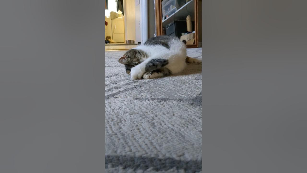 How to Play with a Cute Blind Cat😻 - YouTube