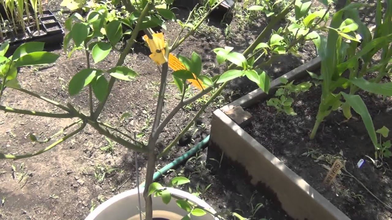 Growing Citrus Trees in containers update 2013 - YouTube