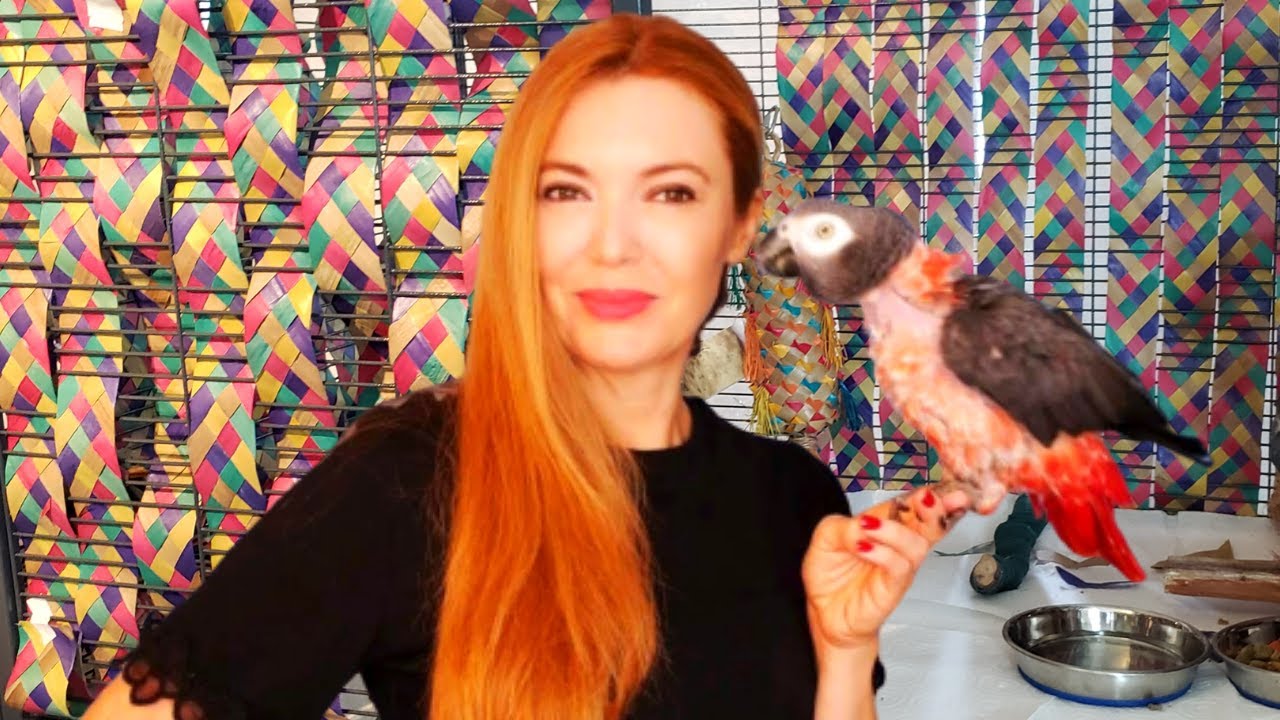 How To Set Up A Bird Cage For A Special Needs Parrot YouTube how-to-set-up-a-bird-cage-for-a-special-needs-parrot-youtube