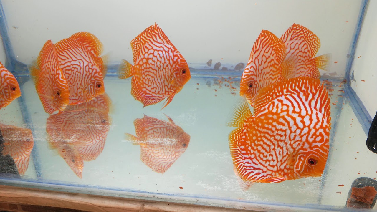 Checkerboard discus fish - YouTube