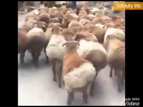 Wowowo zaid ya zile za Zaiid yao