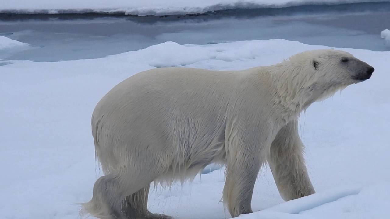 IJsberen op Spitsbergen - YouTube