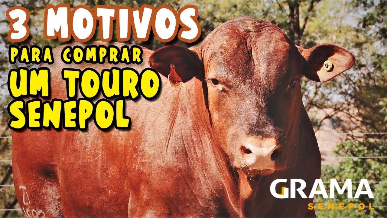 3 MOTIVOS PARA ADQUIRIR UM SENEPOL! GADO ADAPTADO AO TRÓPICO SOLTO À ...