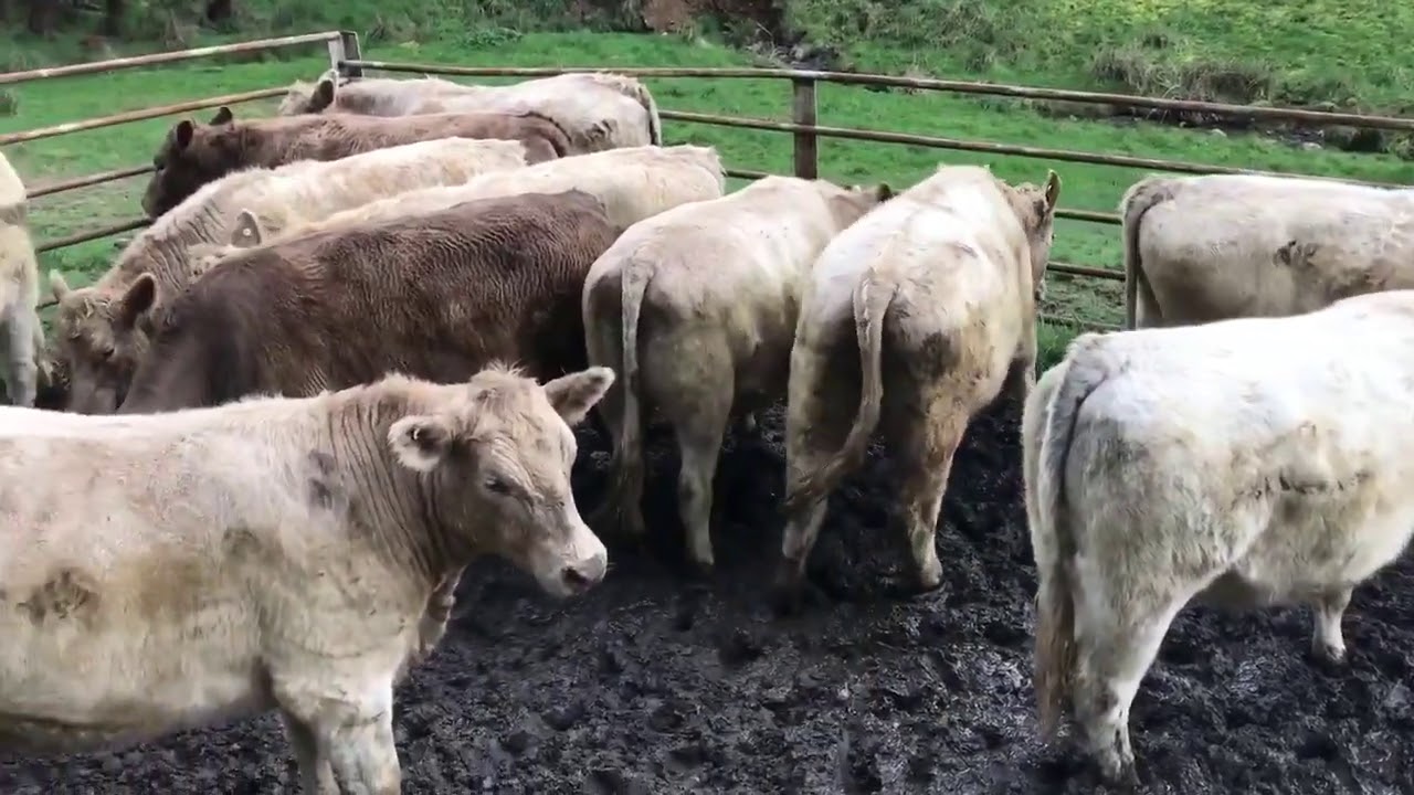 Fieldwick Farm - Murray Grey Yearling Steers - YouTube