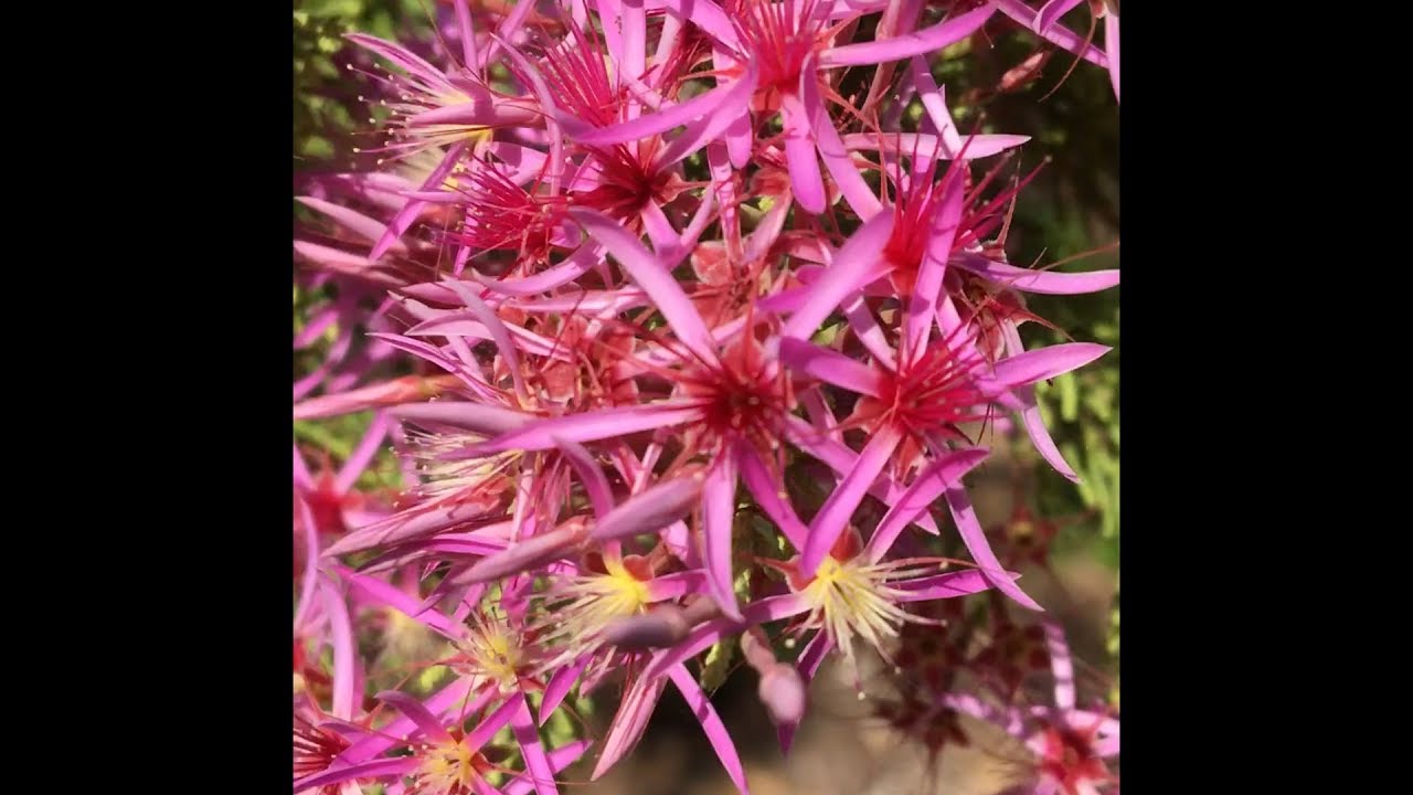 Turkey Bush - YouTube