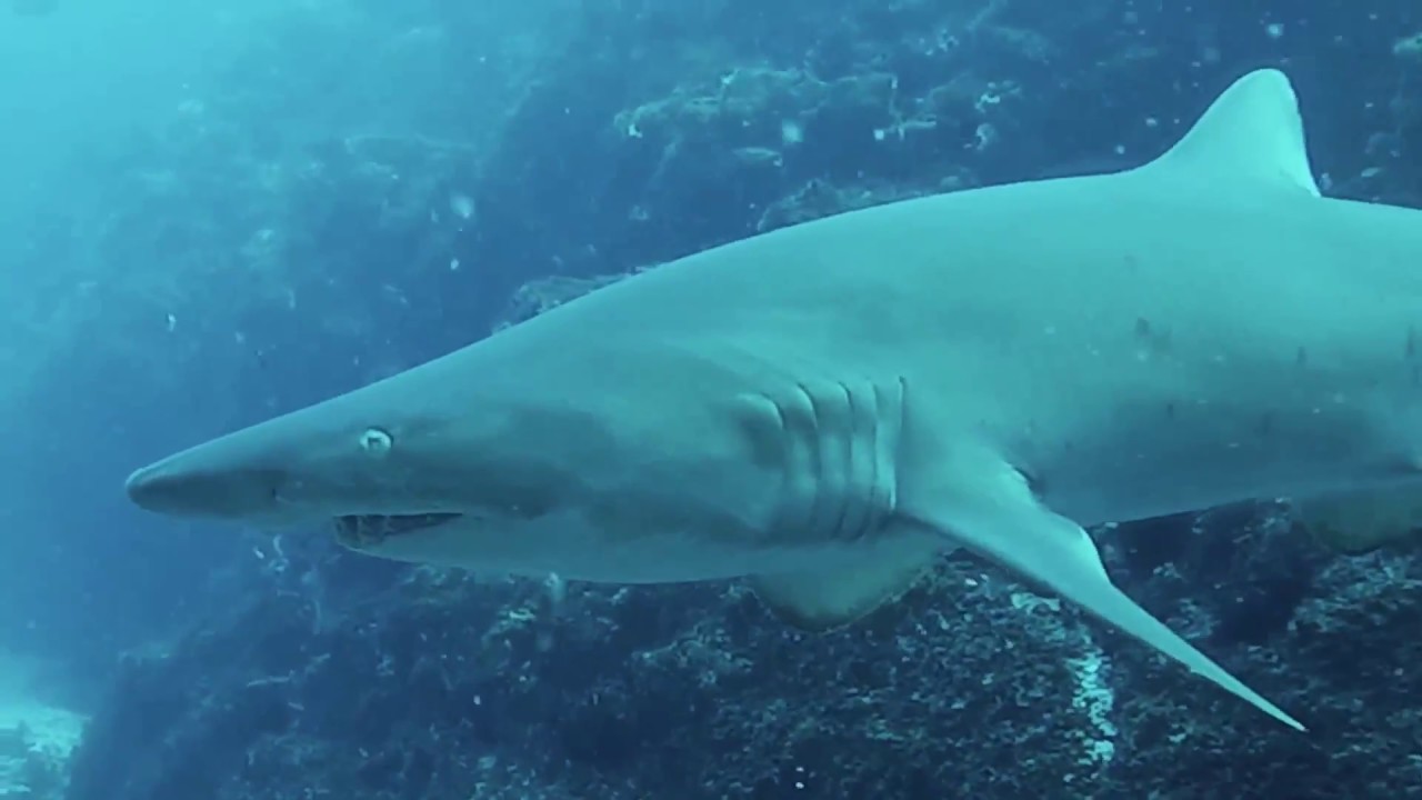 Diving Fish Rock Cave, South West Rocks - YouTube