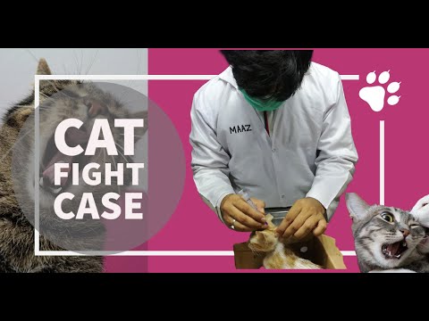 Cat Fight Case | Cat Fight Wound Treatment | Cat Bite Abscess Treatment ...