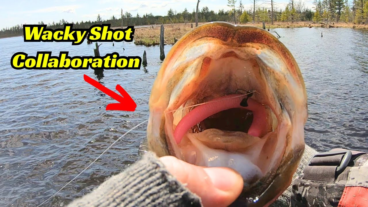 Wacky Rig Giants and FREE Core Tackle Wacky Shots! - YouTube
