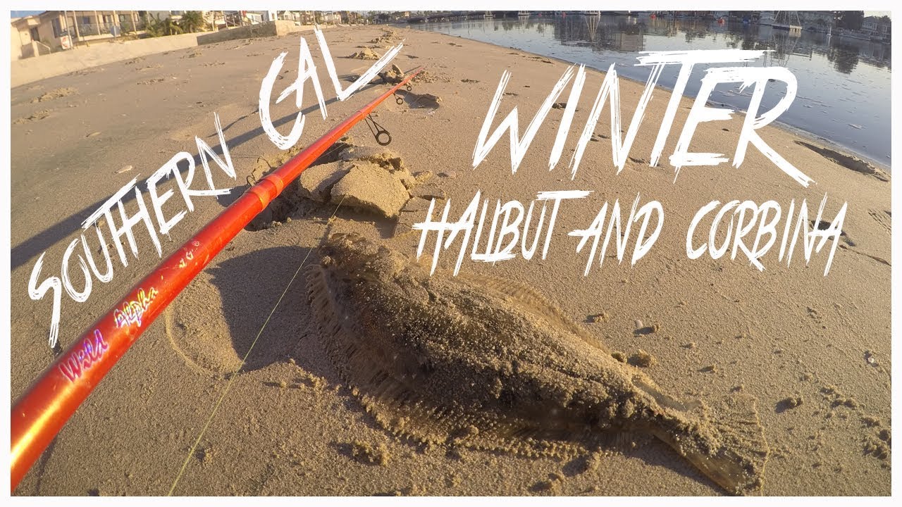 Winter Halibut and Corbina - YouTube