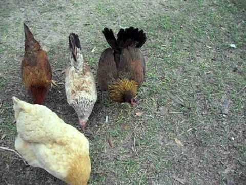 Behavior Of A Broody Hen - YouTube