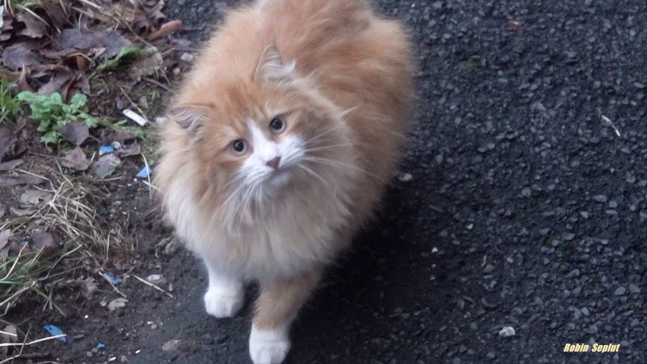 Lion Cat meow and lady cute cat - YouTube