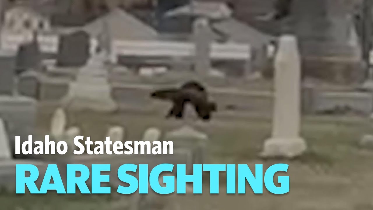 Watch A Wolverine Make Its Way Into A Butte, Montana Cemetery - YouTube