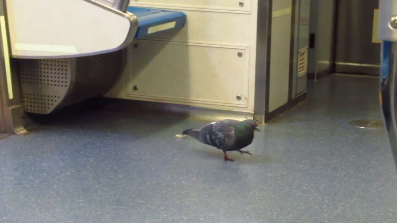 Pigeon Breaks Into a PATH Train Cab - YouTube