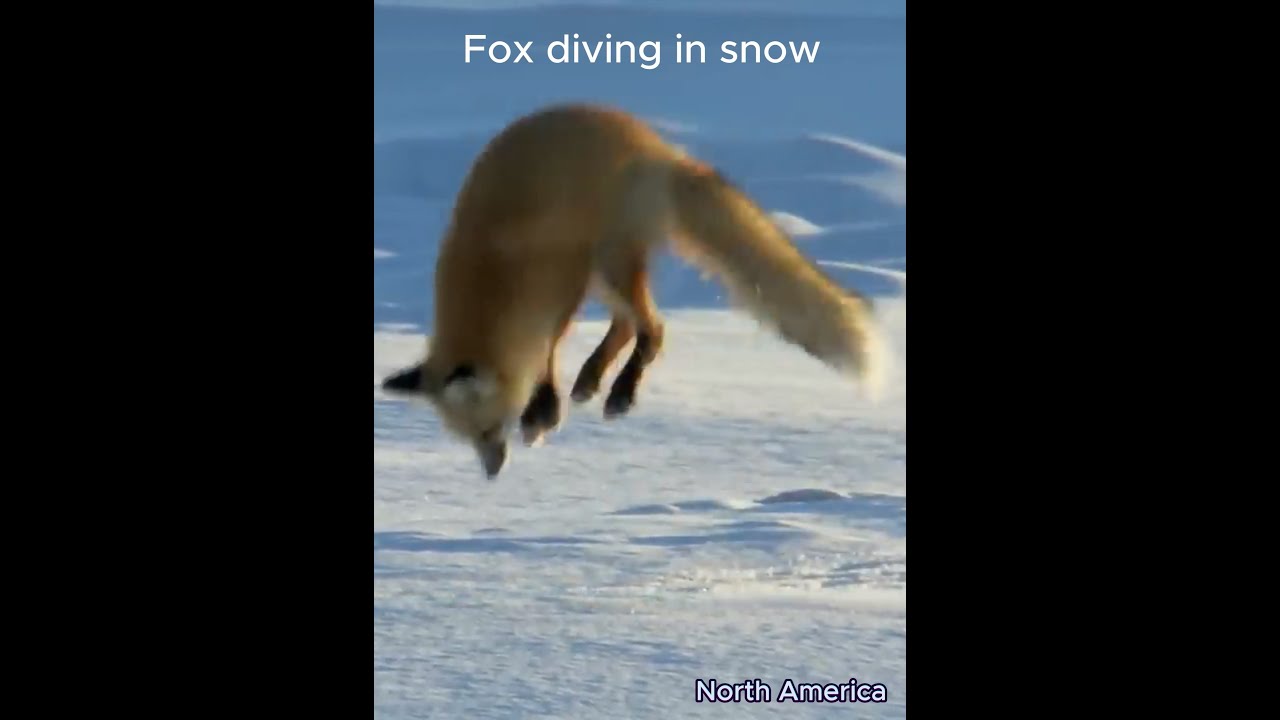 Fox diving in snow #fox #foxnews #hunting #hungry #foxhunting #fishing ...