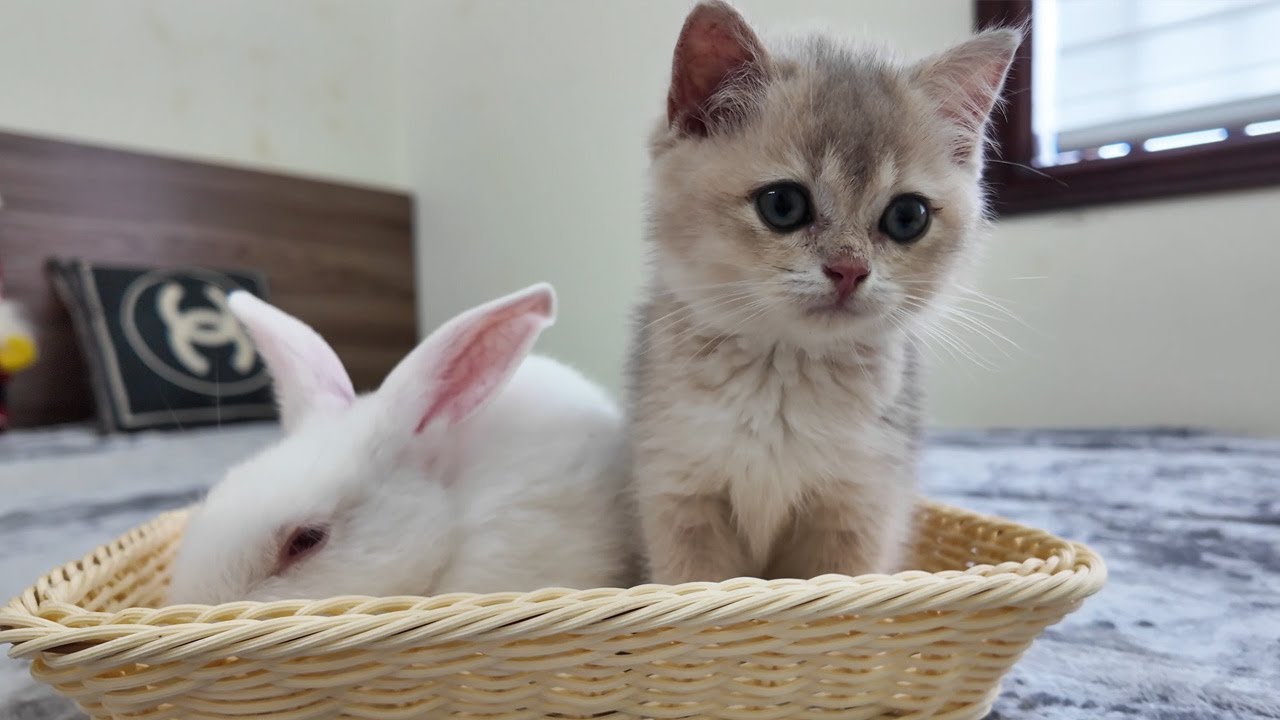 Kitten Meets Rabbit for the First Time! - YouTube