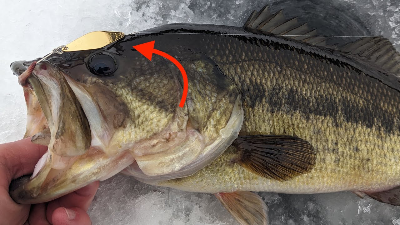 What Kind of Fish Can You Catch on a "Do-Jigger"?? - YouTube