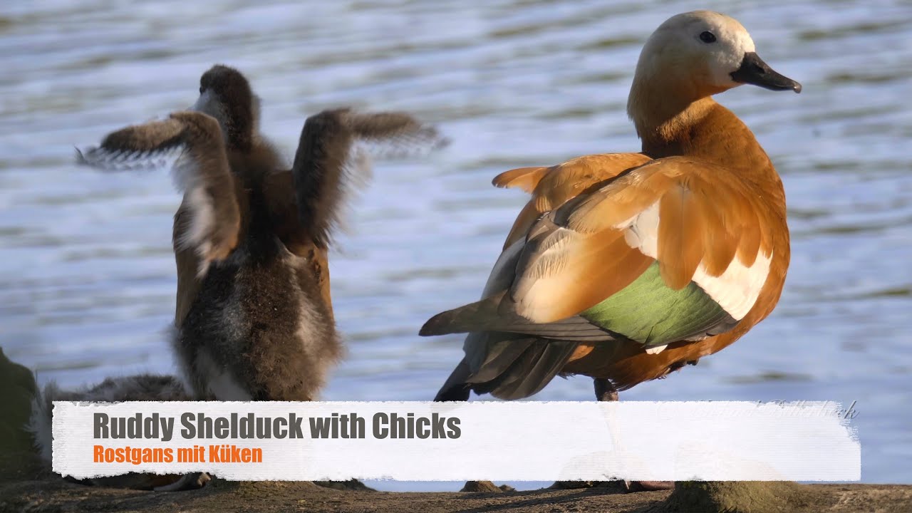 Ruddy Shelduck (Tadorna ferruginea) with Chicks [1] - YouTube