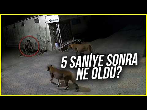 YOK ARTIK! KAMERALARA YANSIYAN EN KORKUNÇ HAYVAN KARŞILAŞMALARI!
