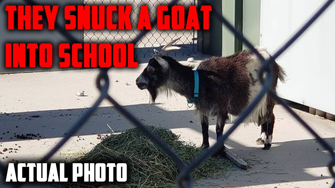 They Snuck A Goat Into The School As A Senior Prank - YouTube