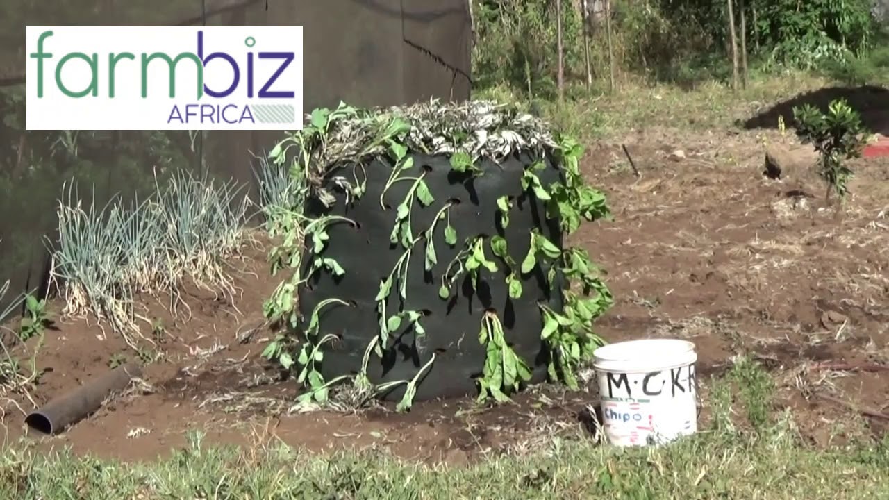 Vertical sack farming ,very convenient and productive for farmers with ...