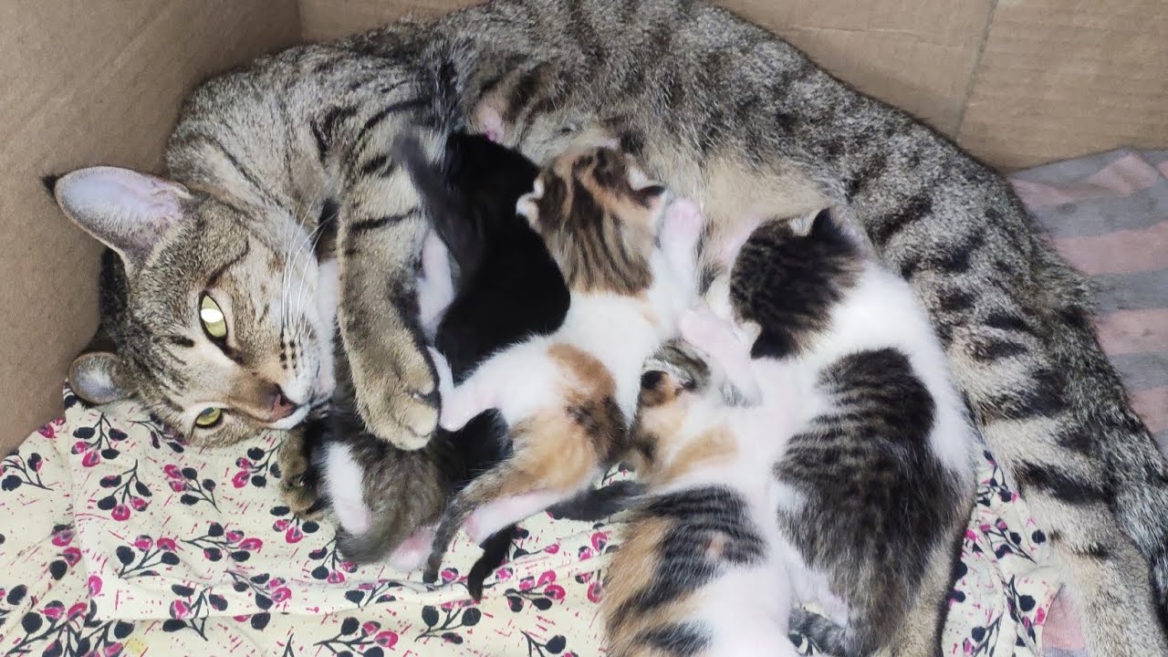 8 days old kittens, new mum taking care of her kittens very well☺ - YouTube