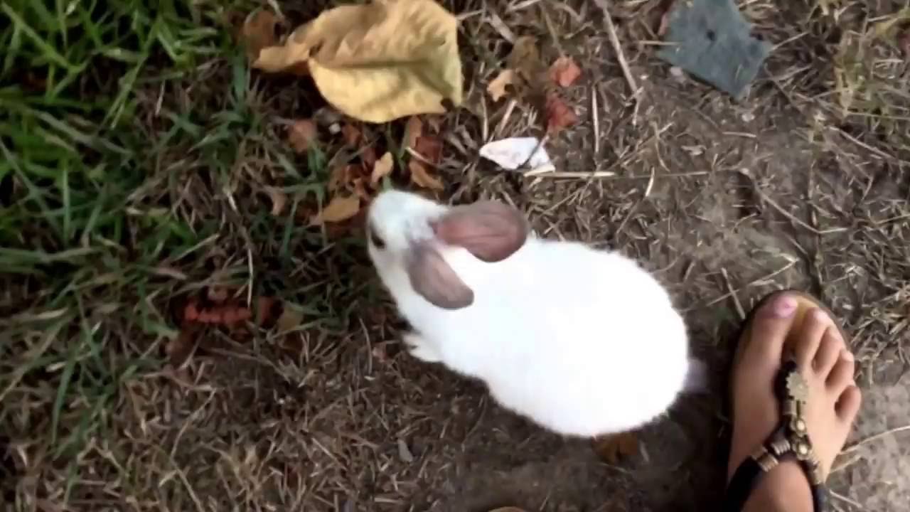 My bunny Snowflake - YouTube