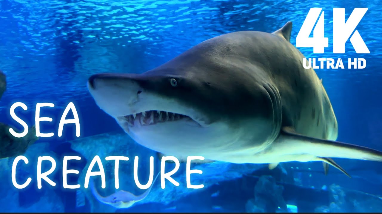 Sea creatures 4K Video Ultra HD - YouTube