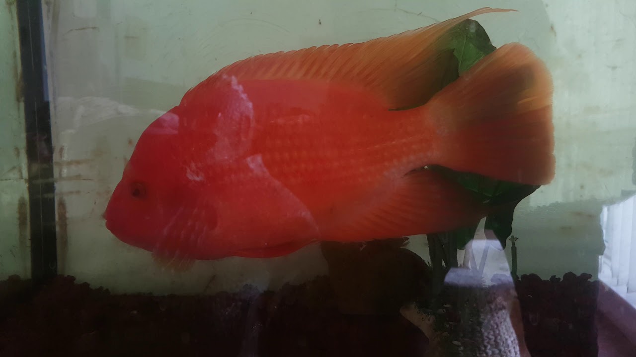 My RED DEVIL Amphilophus Labiatus - YouTube