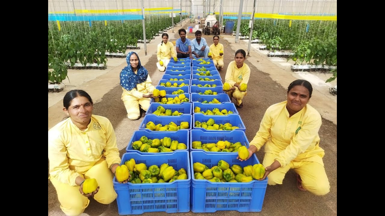 Lemon Chillii Farm - A State of Art 15 acres facility to grow vine ...