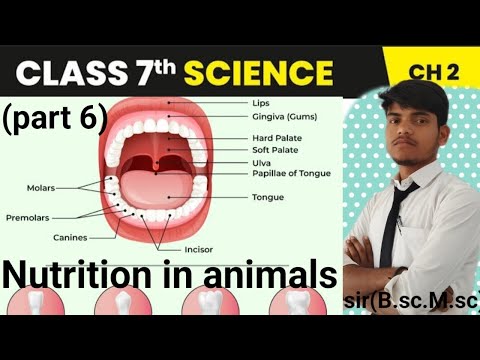 #science |Function of teeth class 7 By vinay sir (B.sc.M.sc) #trending ...