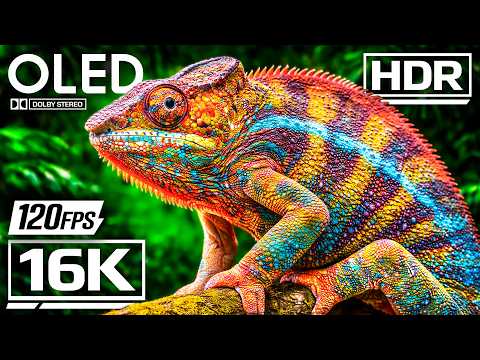 Best TRUE OLED Demo HDR 12K VIDEO Ultra HD Dolby Vision™ 60fps