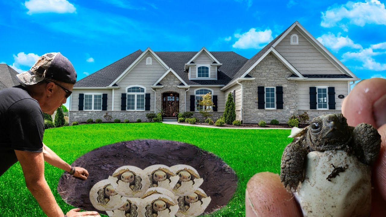 Sneaking Into a Rich Neighborhood to Save Baby Turtles ! - YouTube